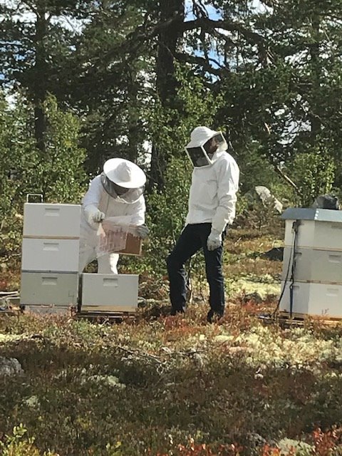 Fakta om bier og honning :: Kjells-honning